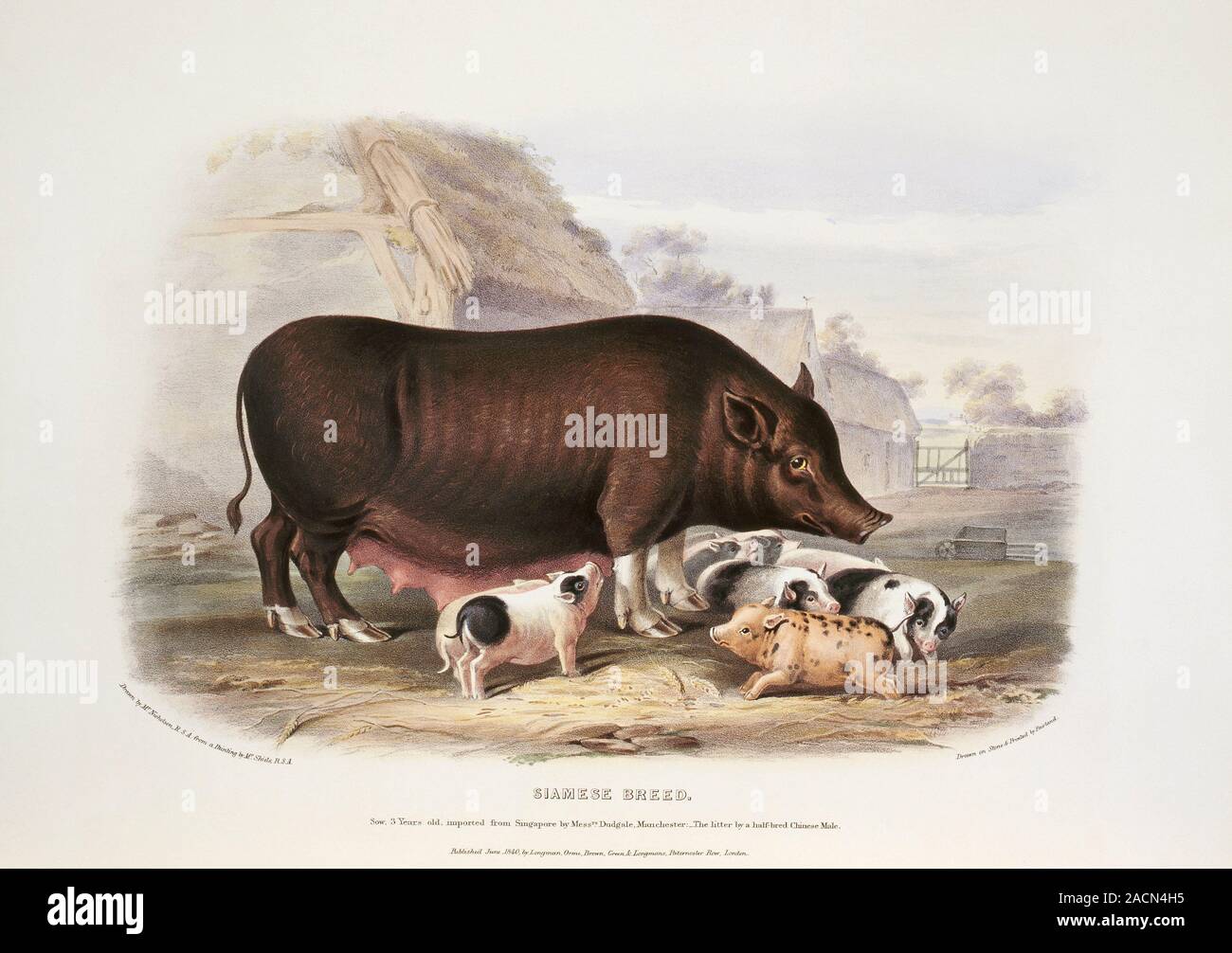 Siamese Pig. 19th-century artwork of a sow and piglets of the Siamese ...