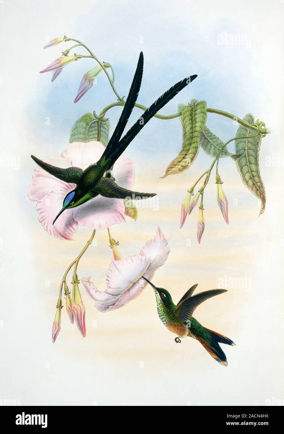 Scissor-tailed hummingbirds (Hylonympha macrocerca). Artwork from ...