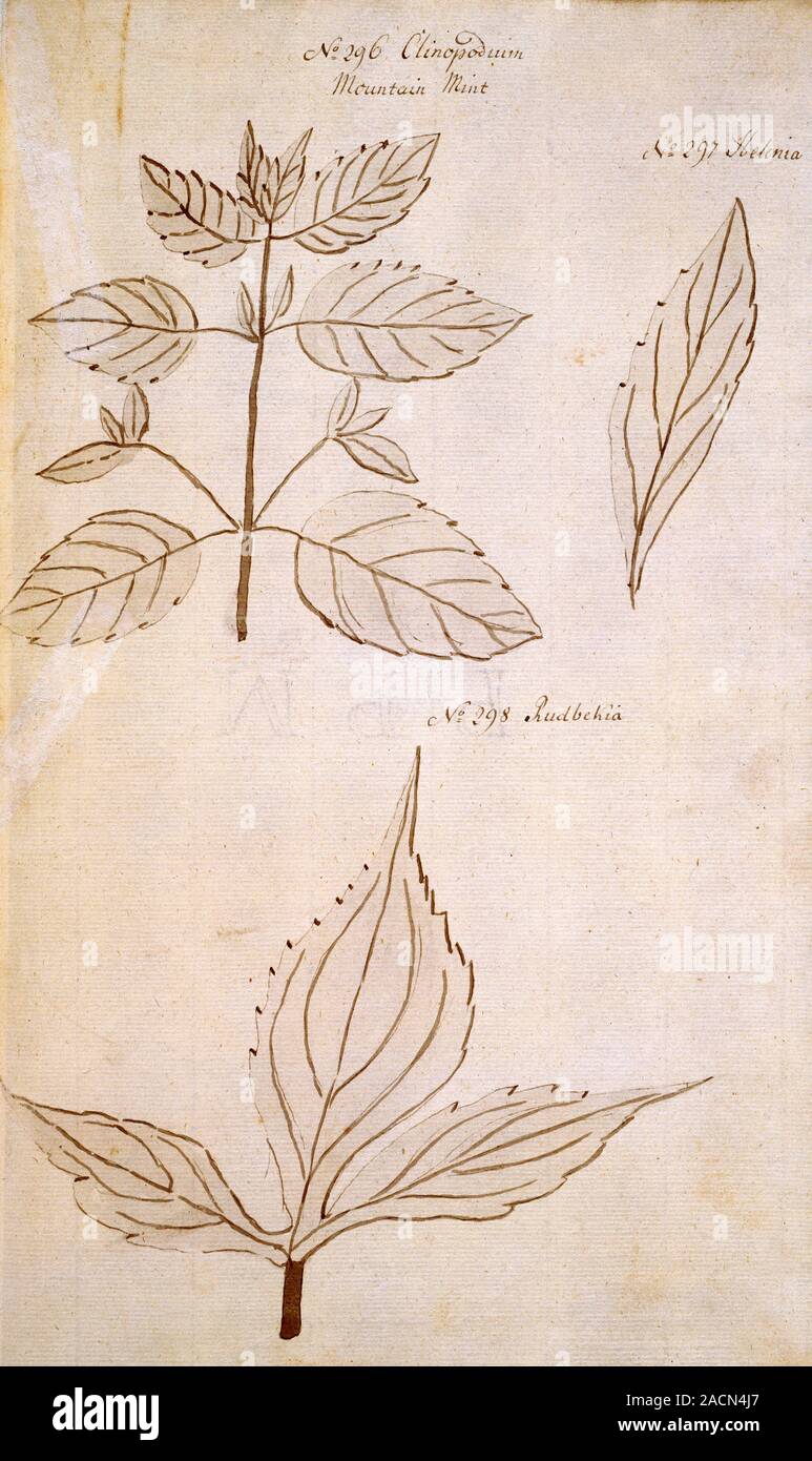 Plant leaves. 18th-century artwork of various leaves, including wild ...