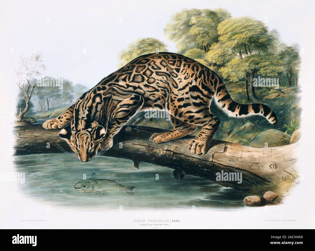 Male ocelot (Leopardus pardalis) fishing. Plate 86 from 'The Viviparous ...
