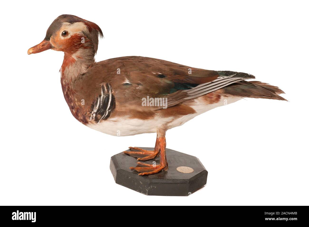 Male mandarin duck (Aix galericulata) in non-breeding (eclipse) plumage ...