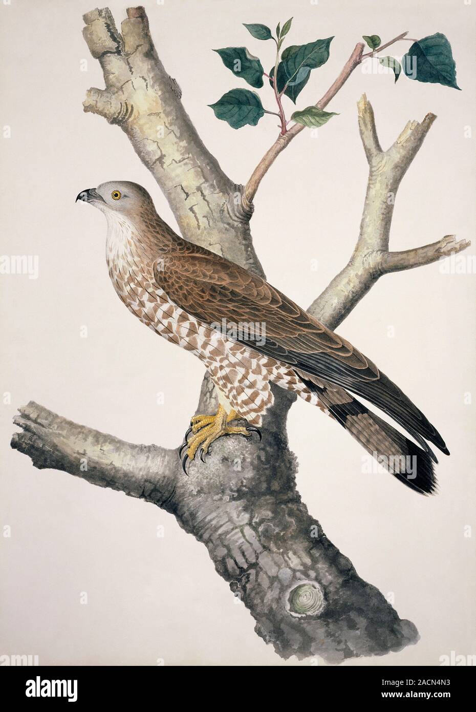 European honey buzzard (Pernis apivorus). Plate 12 from 'Watercolour ...