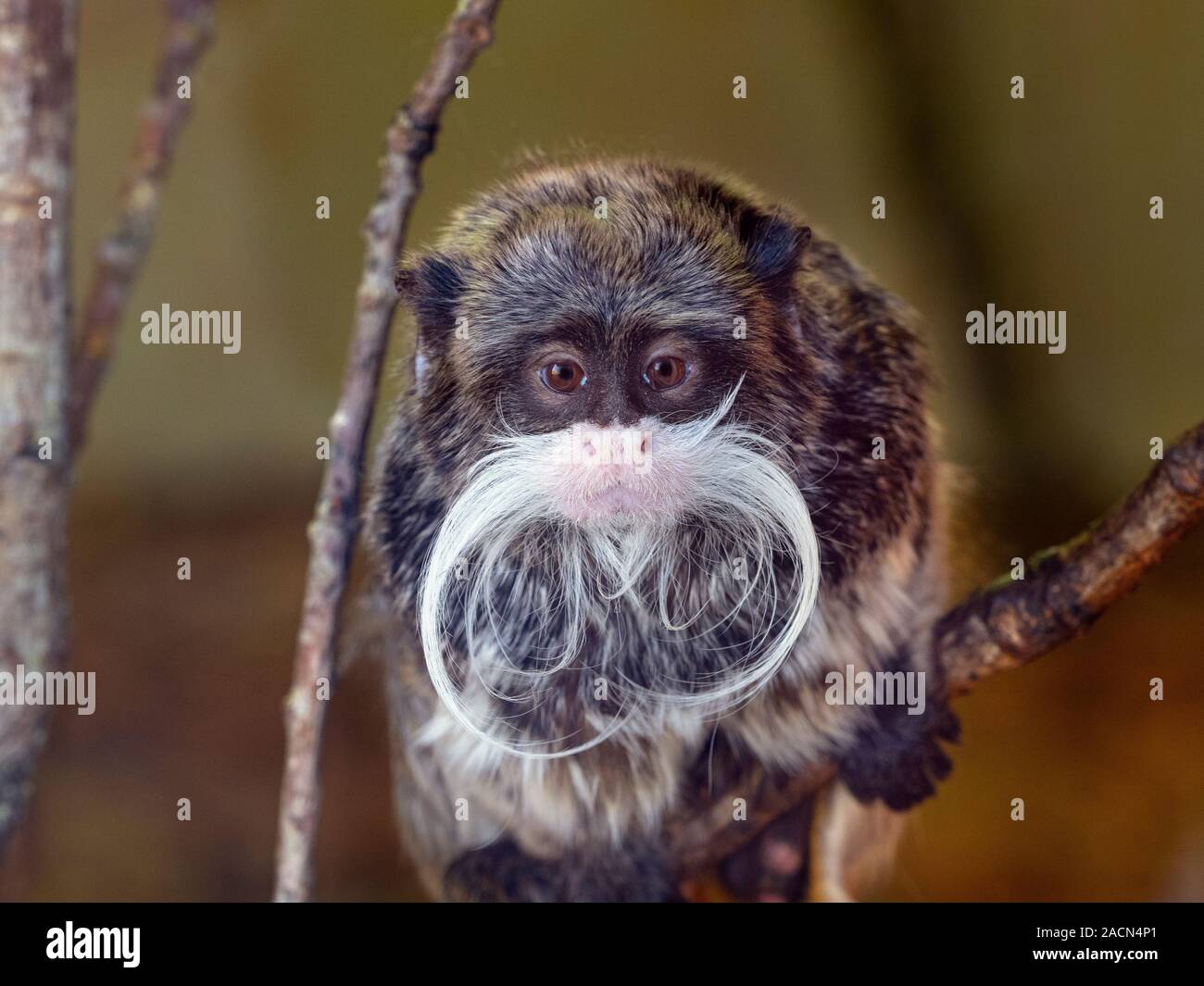 Emperor tamarin Saguinus imperator Stock Photo - Alamy