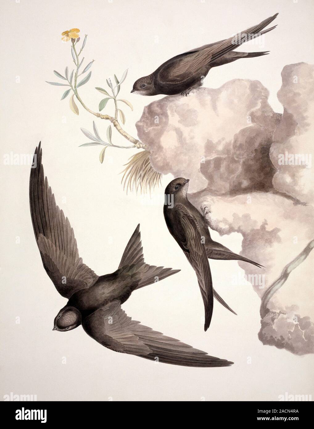 Common swift (Apus apus). Plate 129 from 'Watercolour drawings of ...