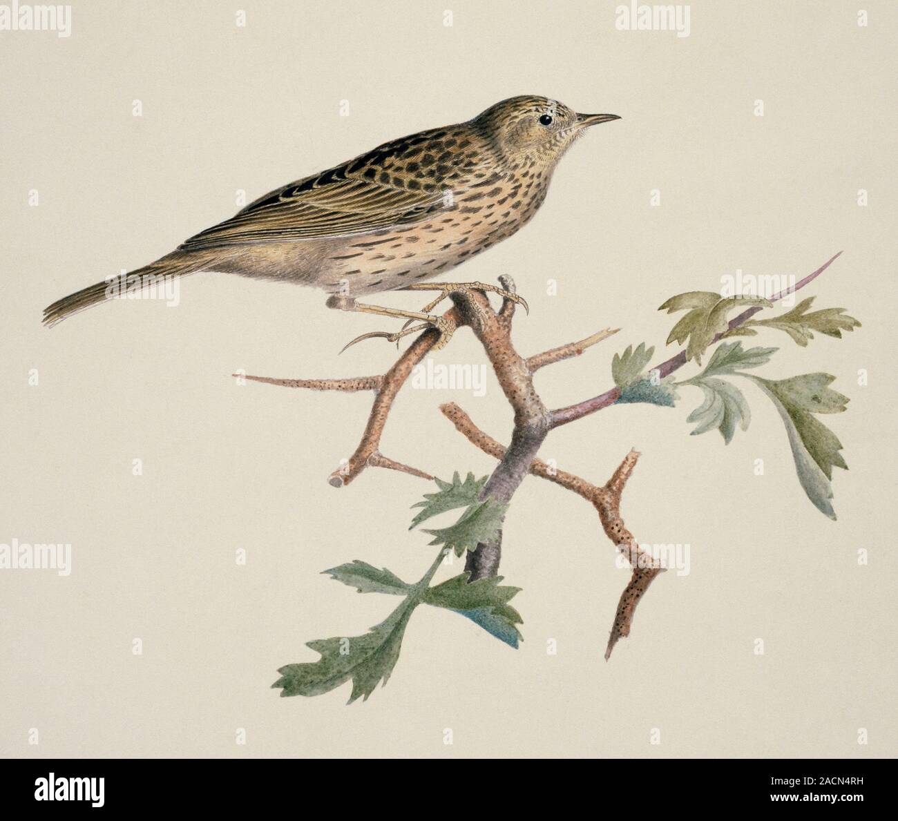 Pipit (Anthus sp.). Plate 132 from 'Watercolour drawings of British ...