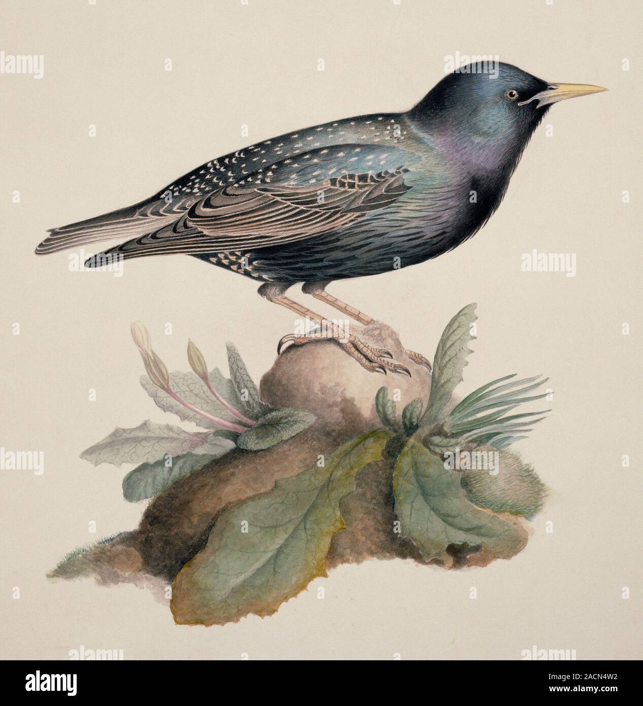 European starling (Sturnus vulgaris). Plate 156 from 'Watercolour ...