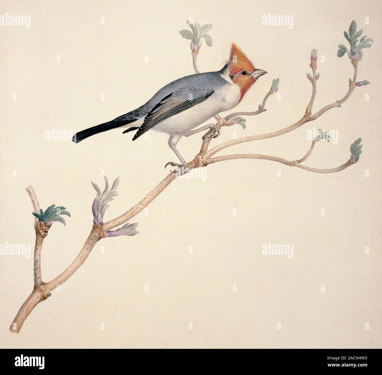 Red-crested cardinal (Paroaria coronata). Plate 157 from 'Watercolour ...