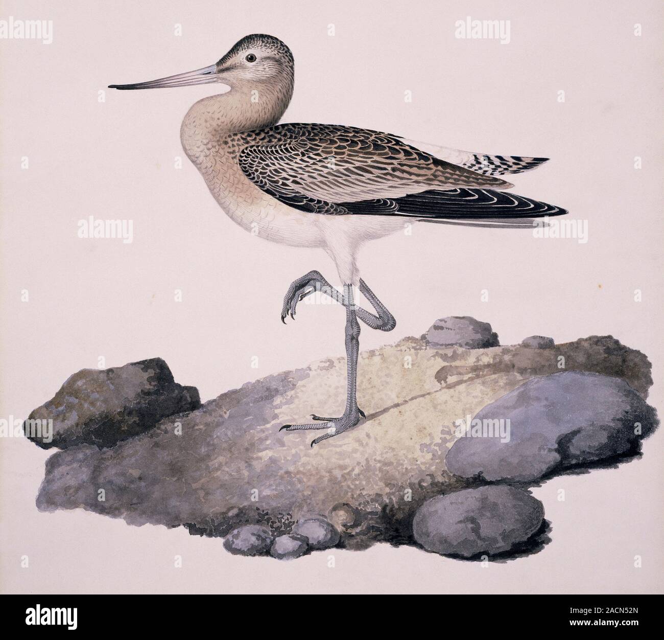 Bar-tailed godwit (Limosa lapponica). Plate 191 from 'Watercolour ...