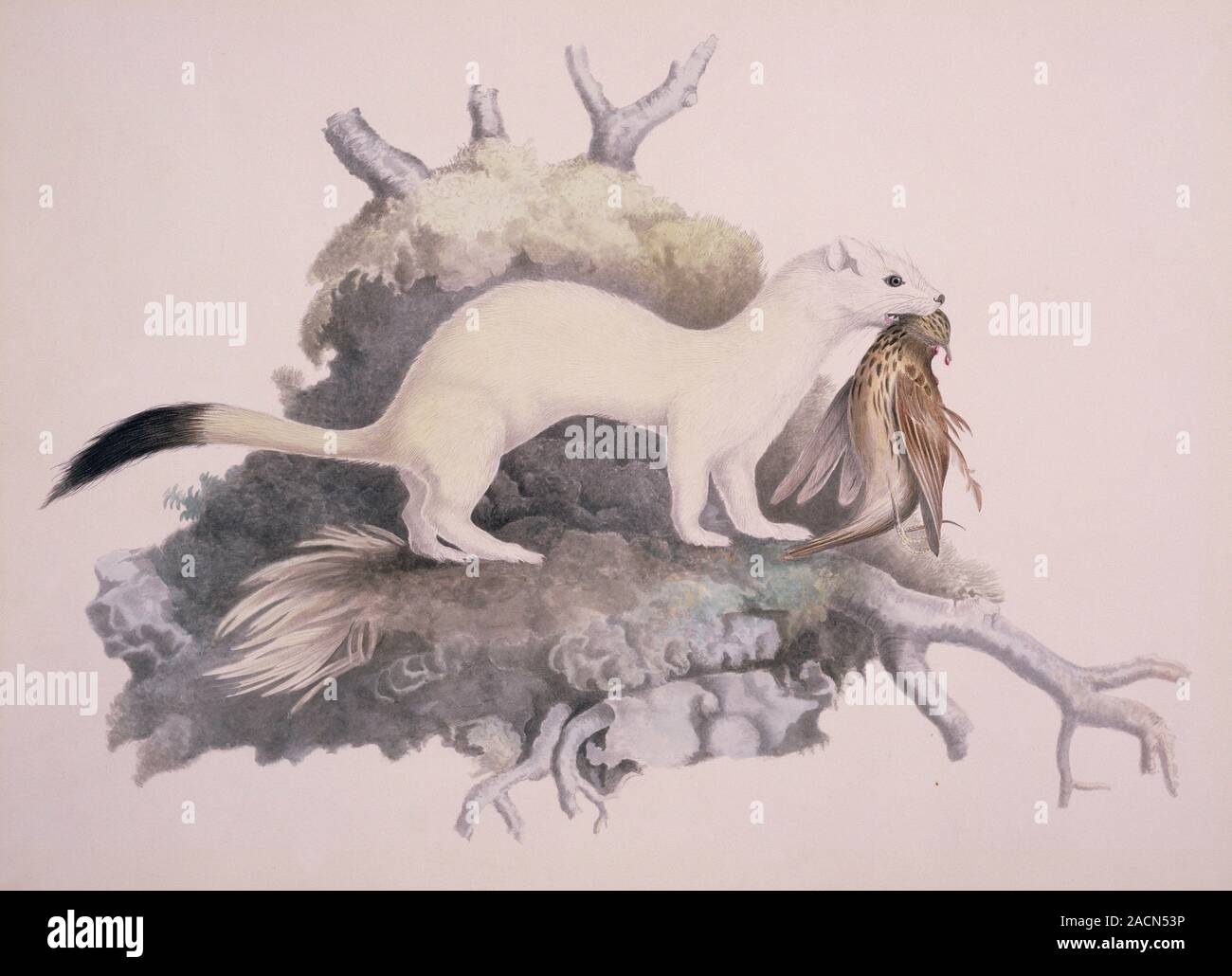 Stoat (Mustela erminea) with kill. Plate 209 from 'Collection of ...