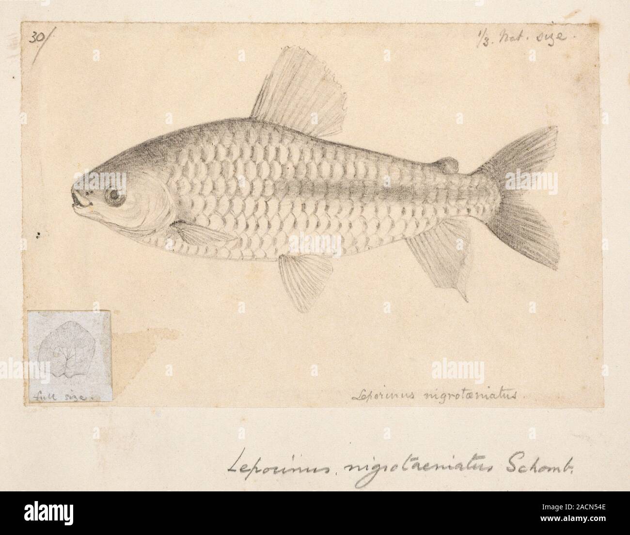 Leporinus nigrotaeniatus fish, artwork. This fish was previously known ...