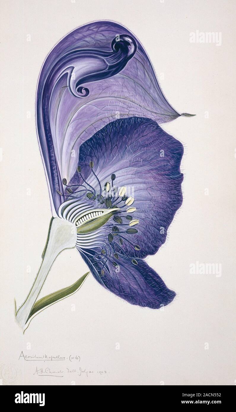 Monkshood (Aconitum napellus) flower, 20th-century artwork. This ...