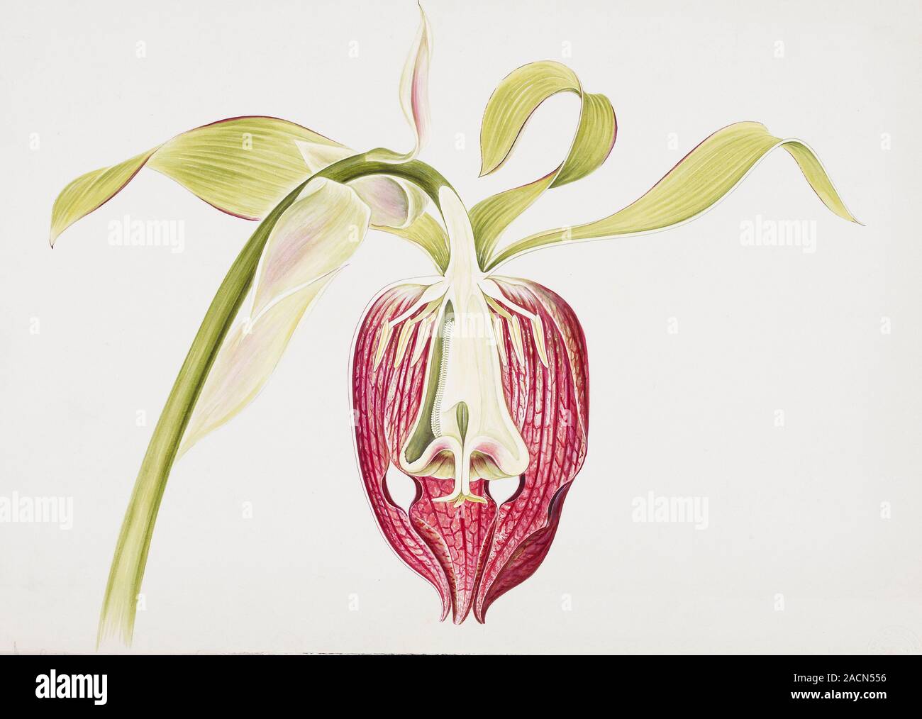 Cobra plant (Darlingtonia californica) flower, 20th-century artwork ...