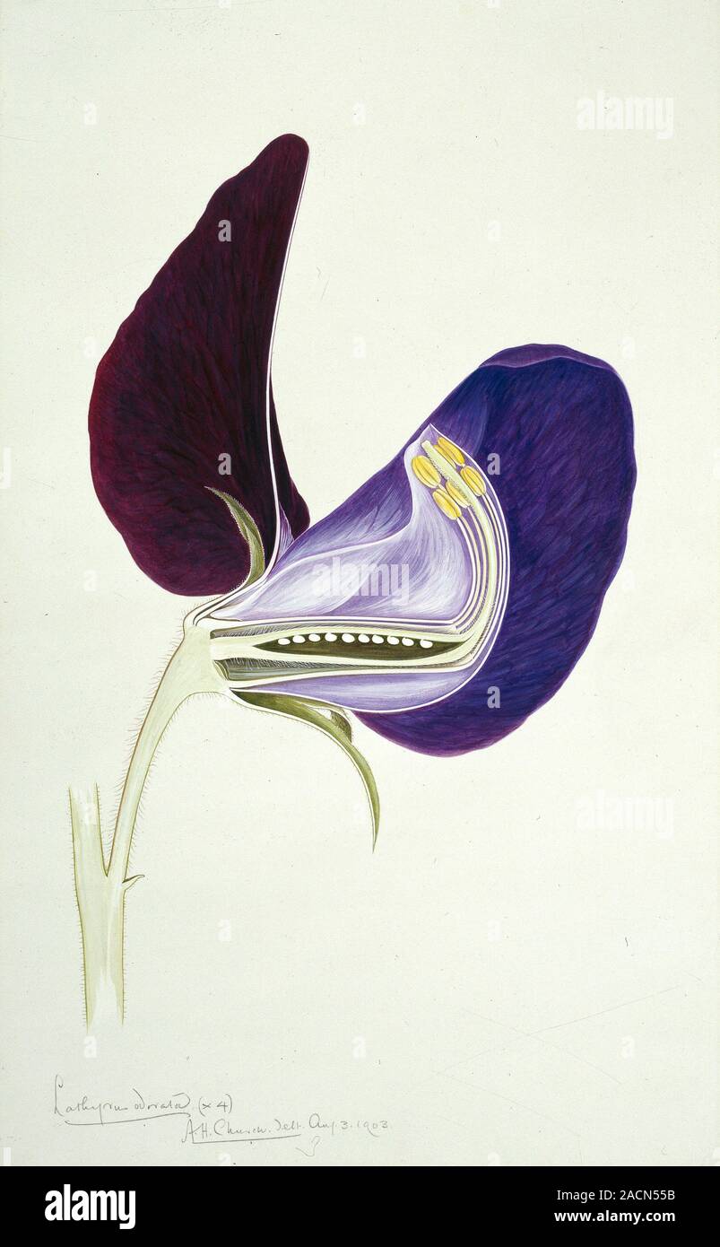 Sweet pea (Lathyrus odoratus) flower, 20th-century artwork. This ...