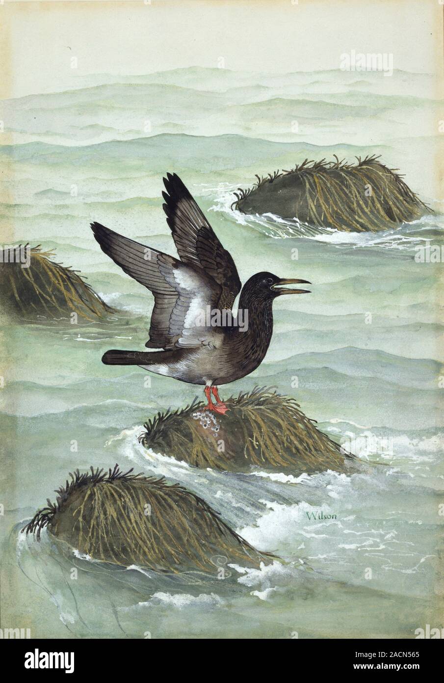Ichthyornis dispar prehistoric bird, artwork. This toothed seabird was ...