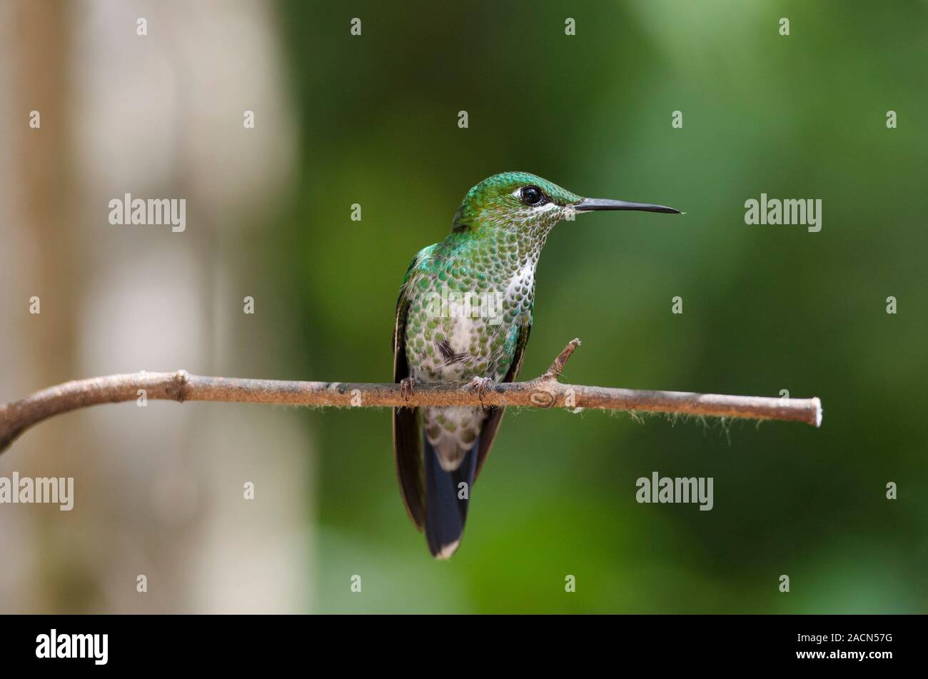 Green-crowned brilliant hummingbird (Heliodoxa jacula) female. This ...