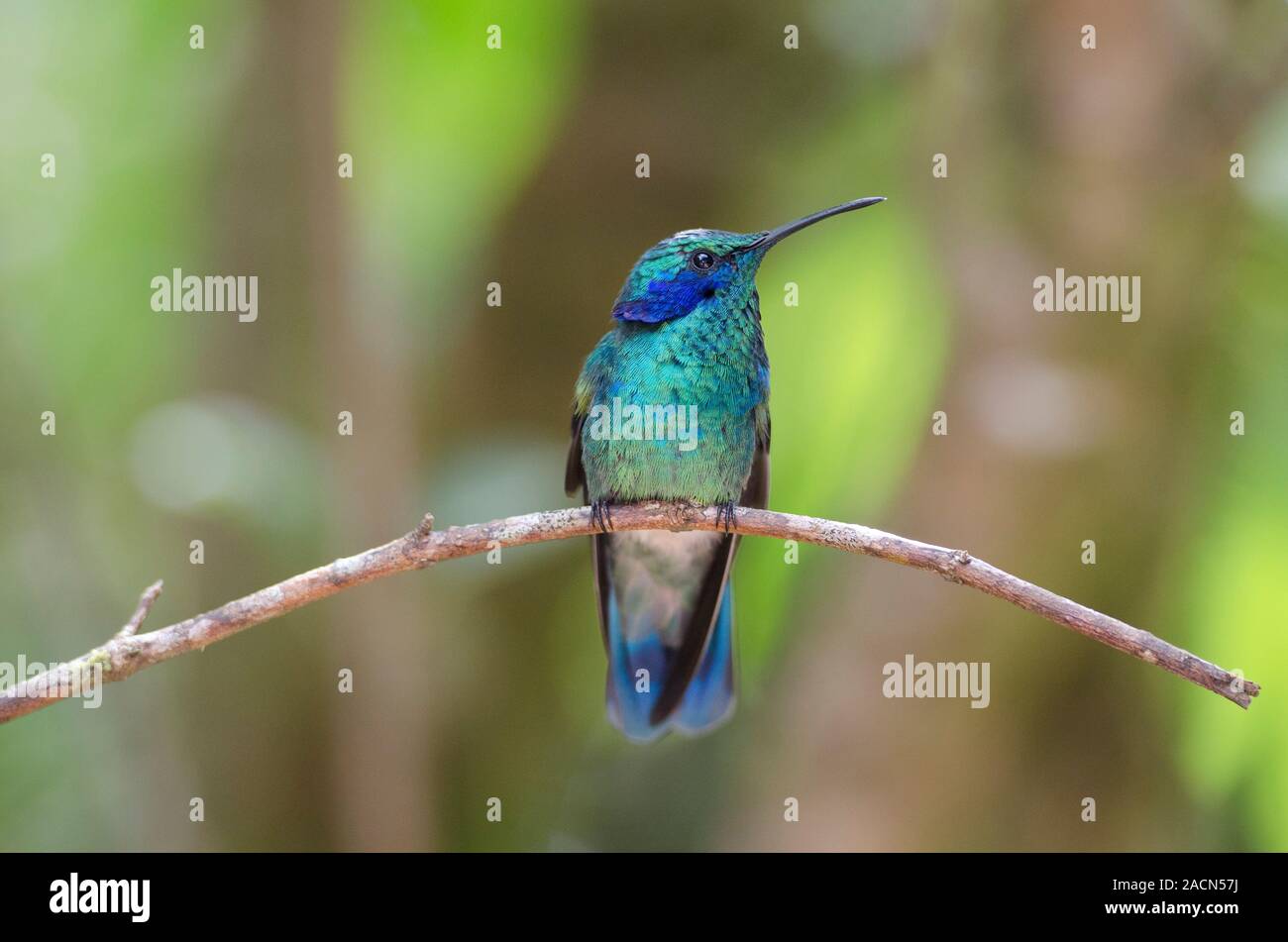 Green violetear hummingbird (Colibri thalassinus). This large ...