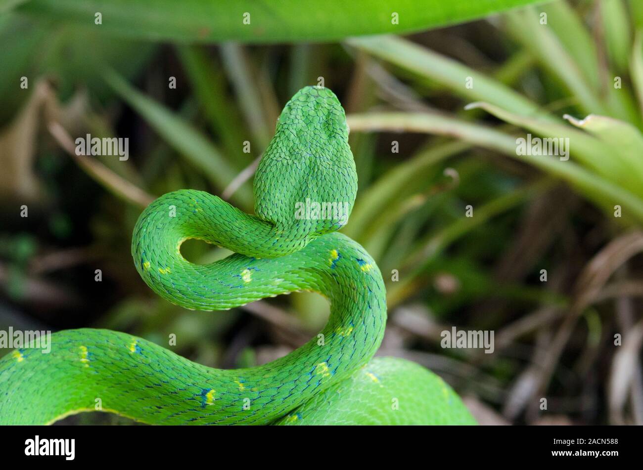 Side-striped palm viper (Bothriechis lateralis). This small venomous ...