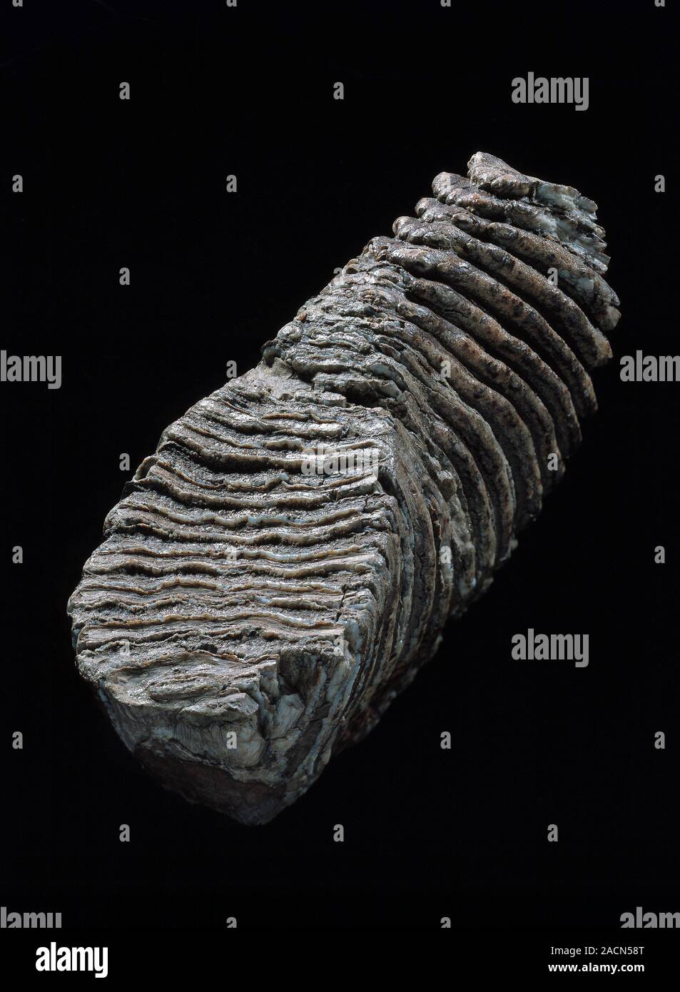 Woolly mammoth tooth. Fossilised specimen of a woolly mammoth ...