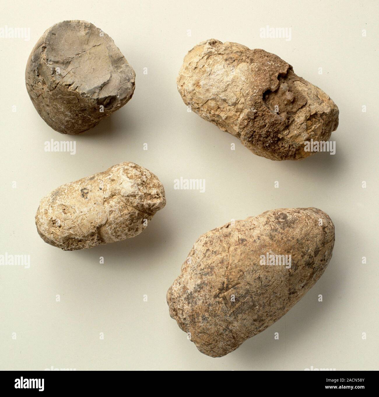 Fossilised coprolites (faecal droppings) from a dinosaur (probably ...