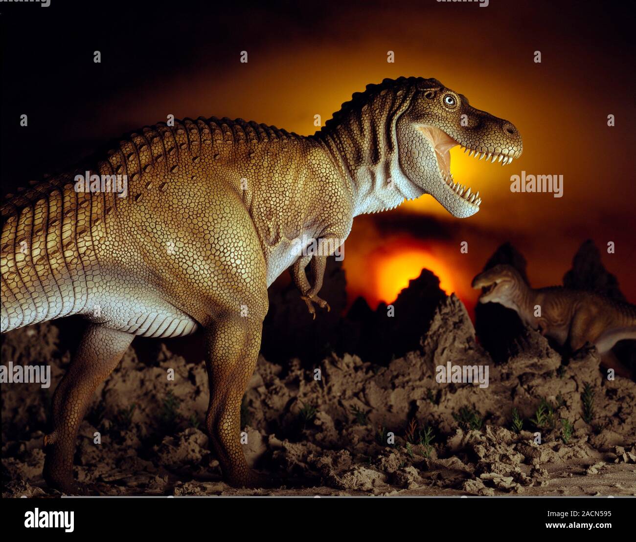 Tyrannosaurus rex dinosaurs model. T. rex was one of the largest ...