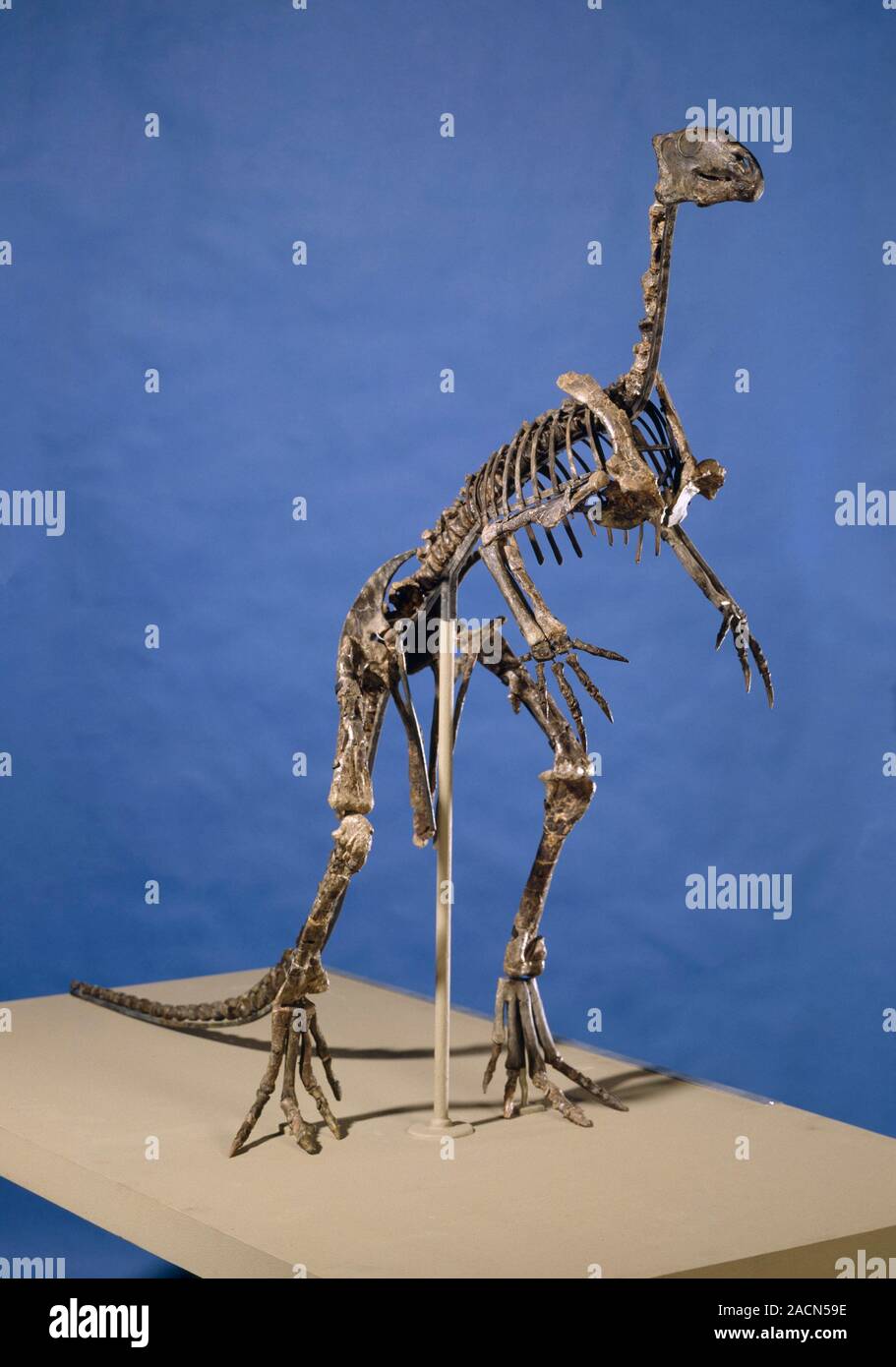Mounted skeleton of a Hypsilophodon dinosaur. This dinosaur lived ...
