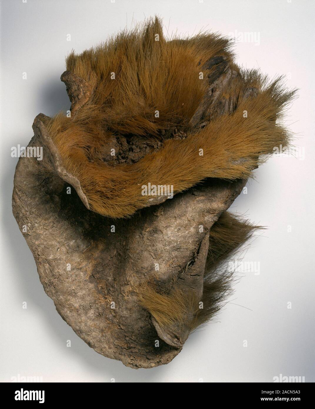 Giant ground sloth skin. Pelt from the extinct giant ground sloth ...