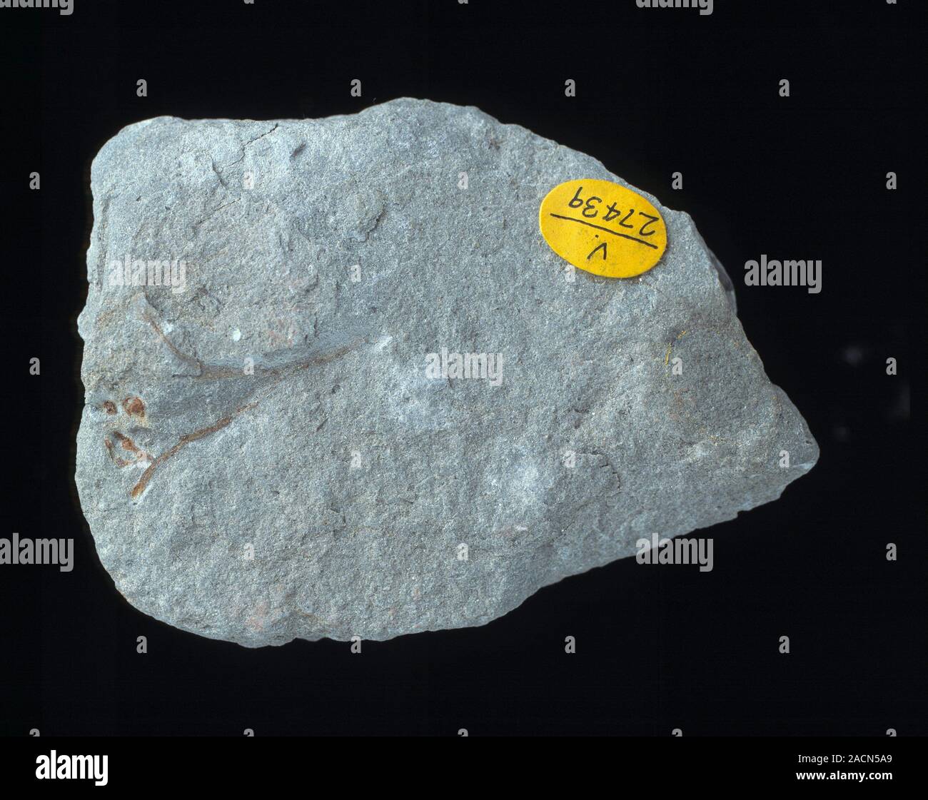 Cooksonia sp. plant fossil. This extinct plant reproduced by spores ...