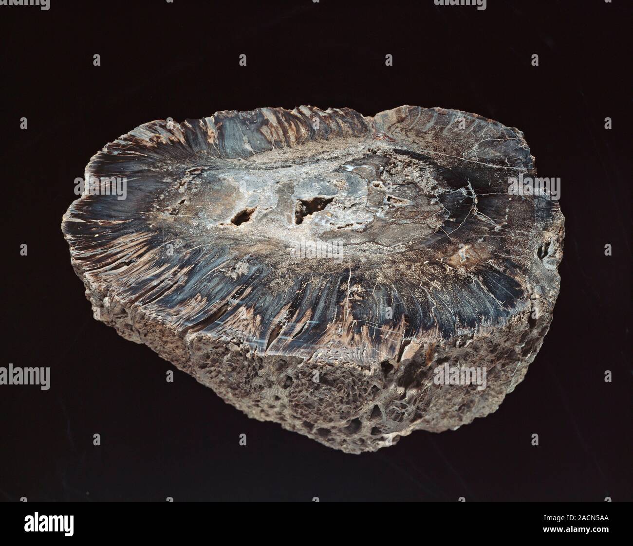 Cycadeoidea marylandica cycad fossil. This specimen is from the Early ...