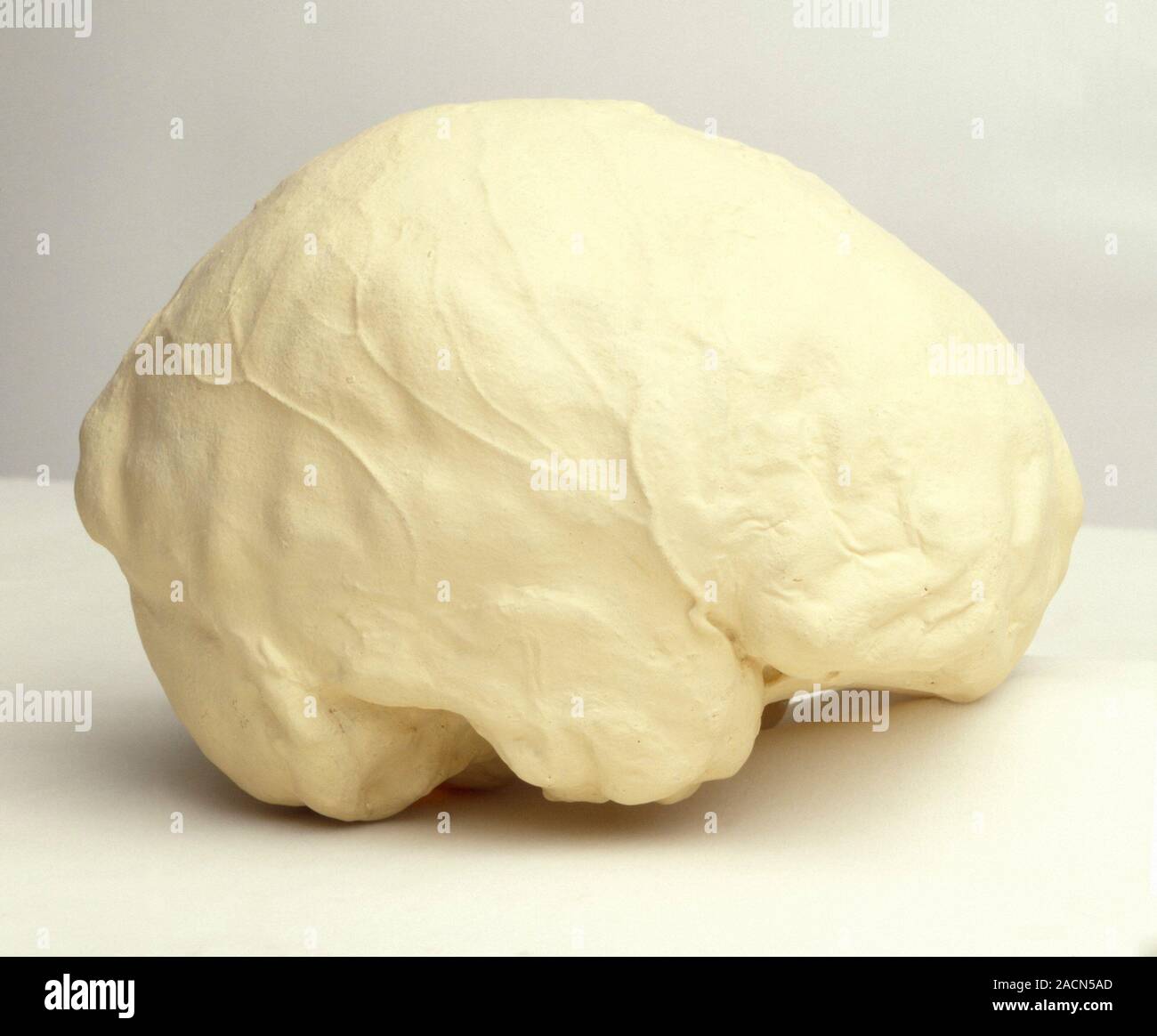 Cast of a human brain Stock Photo - Alamy