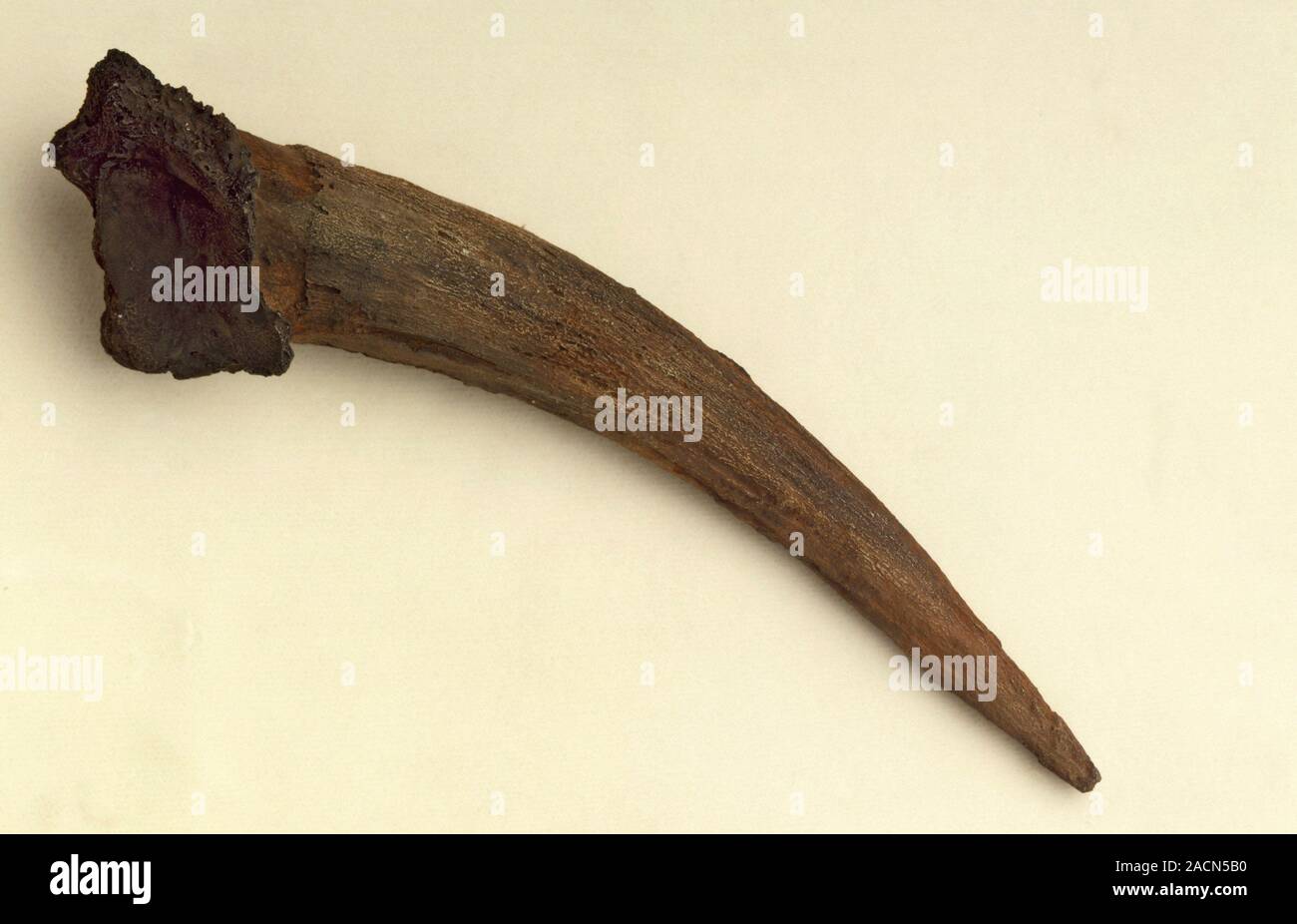 Neanderthal stone tool. Stone tool with a point, made by Neanderthals ...