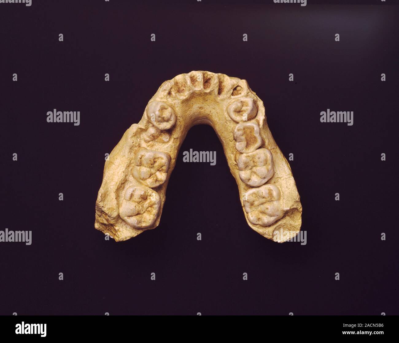 Australopithecus africanus mandible (lower jaw) from an adolescent male ...