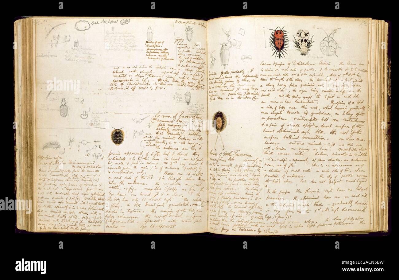 Amazon insects. Double page spread of sketches of Amazonian insects ...