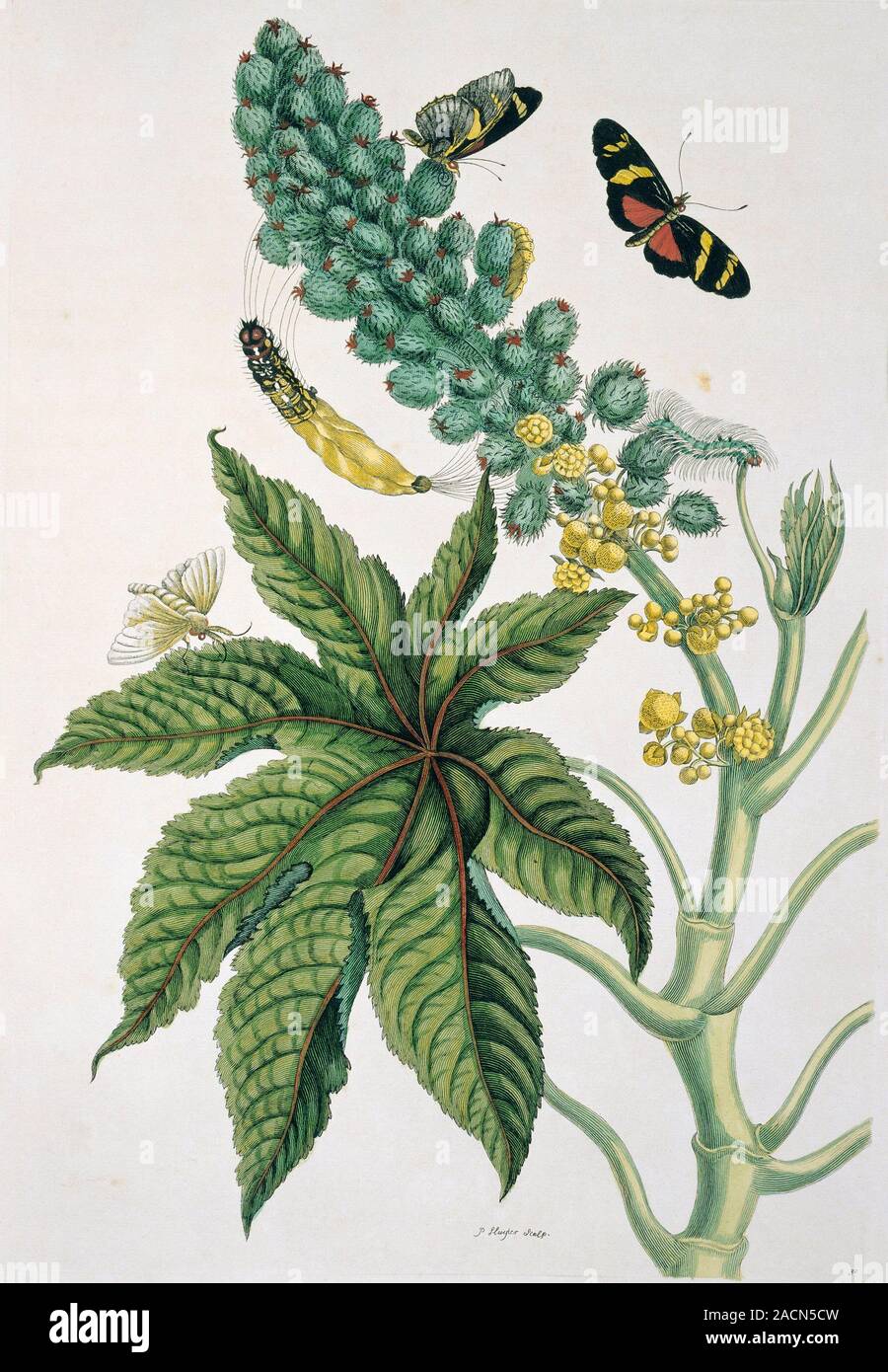 Insects of Surinam. 18th-century artwork showing Heliconius ricini ...