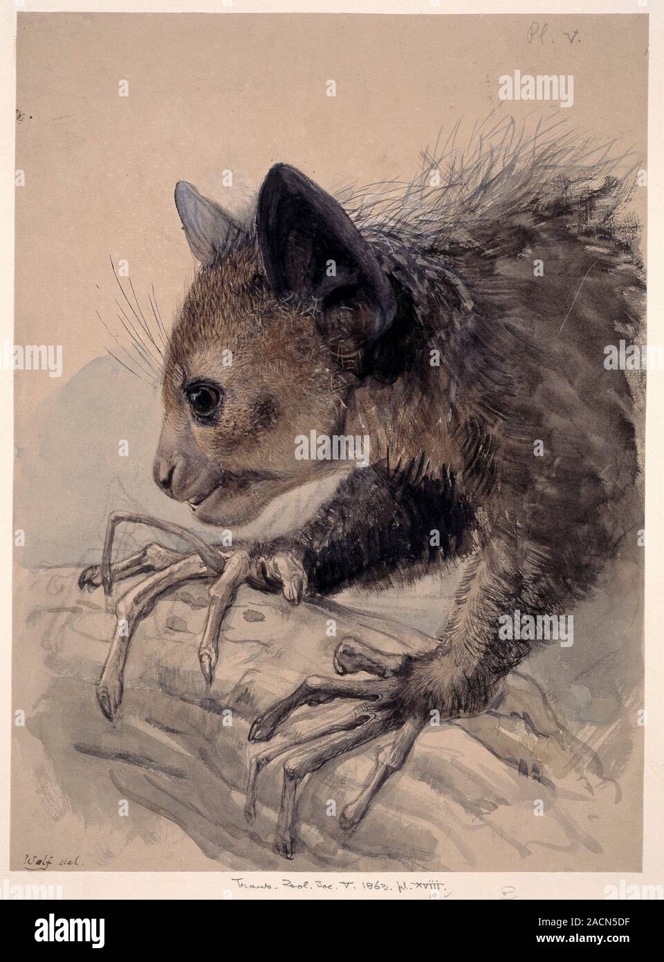 Aye-aye (Daubentonia madagascariensis). This nocturnal lemur uses its ...