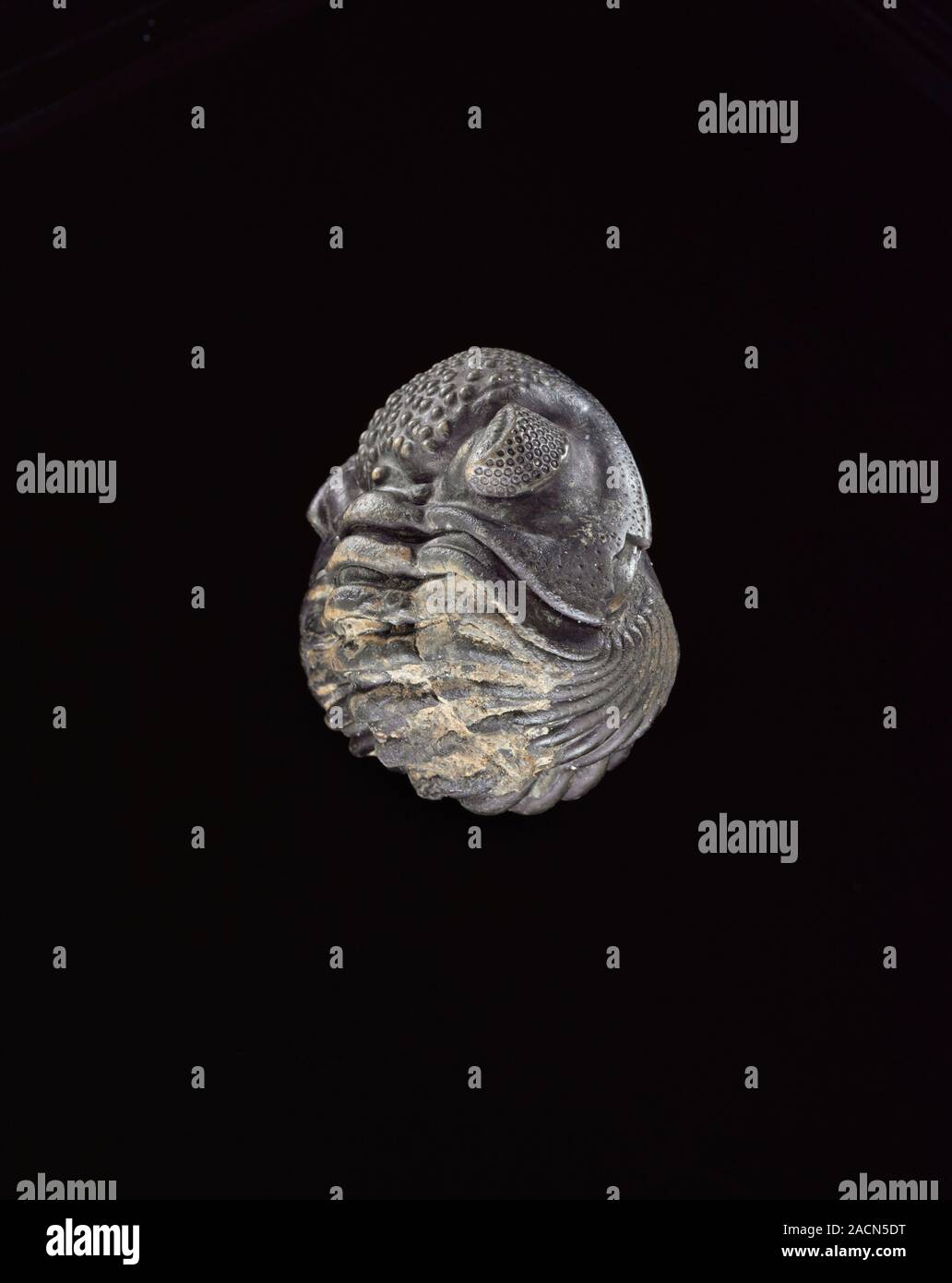 Phacops rana africanus trilobite fossil, in the balled position. This ...