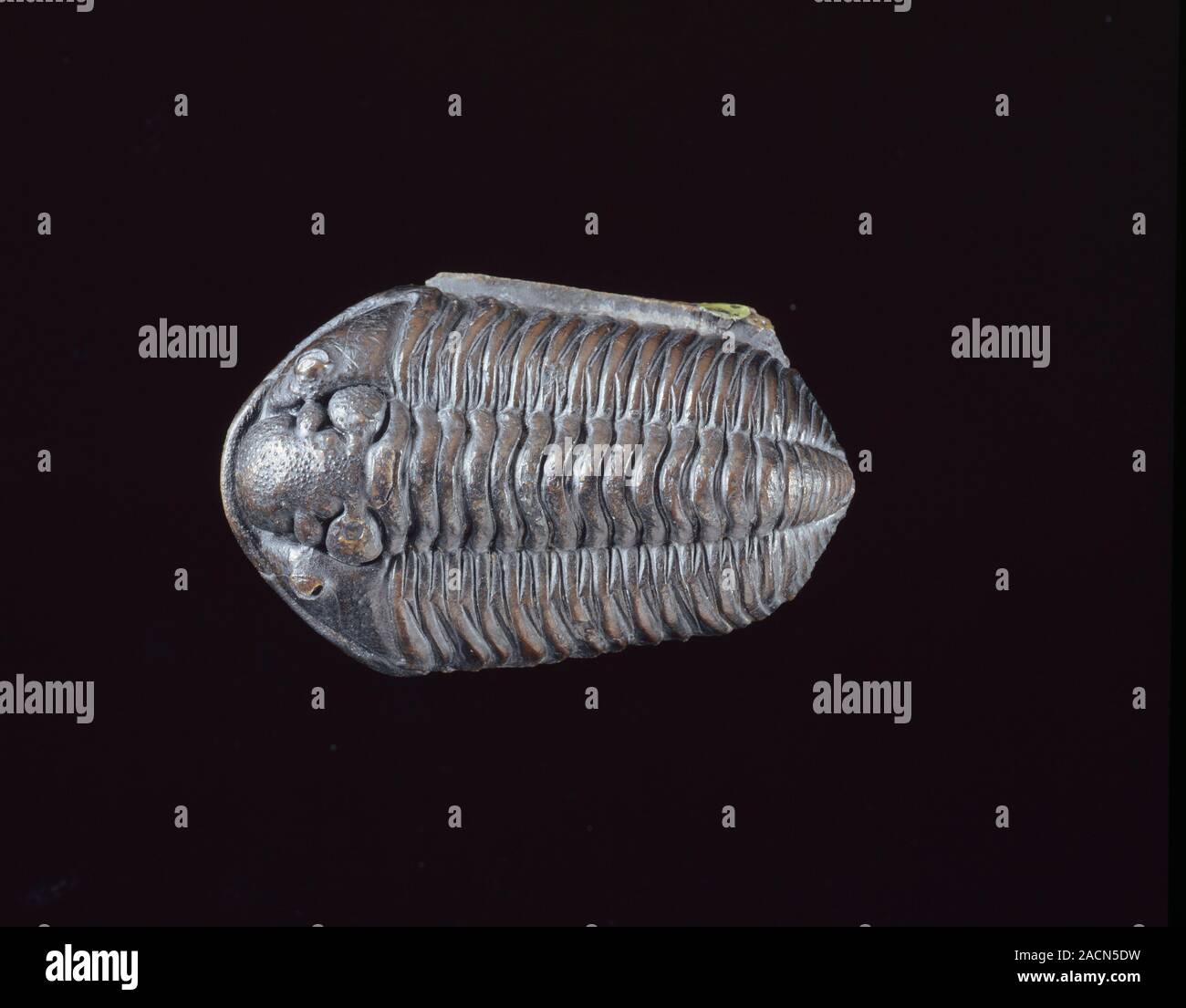 Calymene blumenbachii trilobite fossil. This specimen of this extinct ...