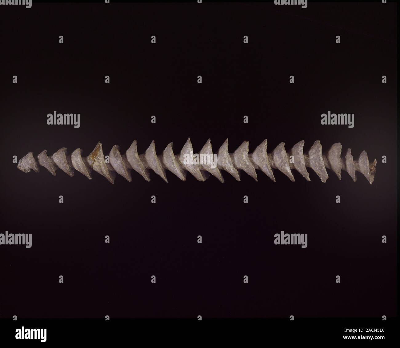 Archimedes bryozoan fossil. This is the spiral backbone of the bryozoan ...
