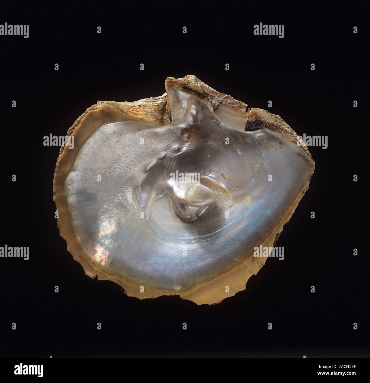 Oyster shell with pearl. Pearls are accretions of nacre (calcium ...