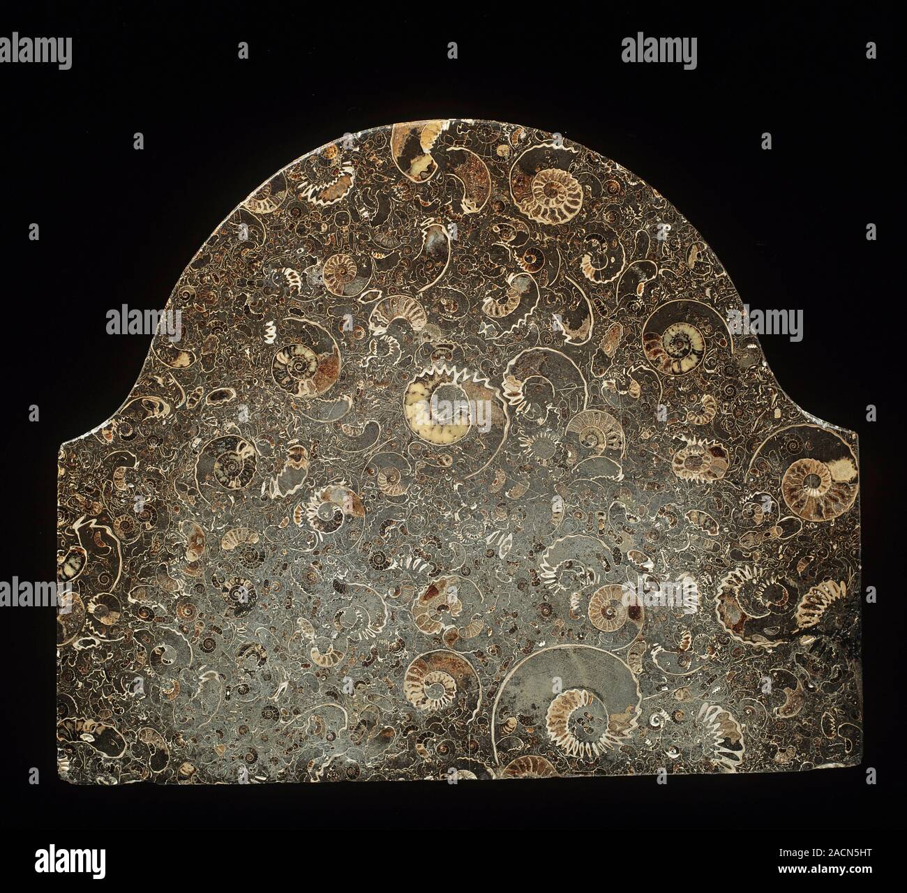 Ammonite memorial stone. Polished slab of marble containing Ammonite ...