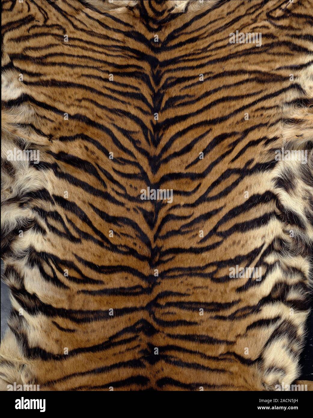 Sumatran tiger (Panthera tigris sumatrae) skin. Collection number 1935 ...