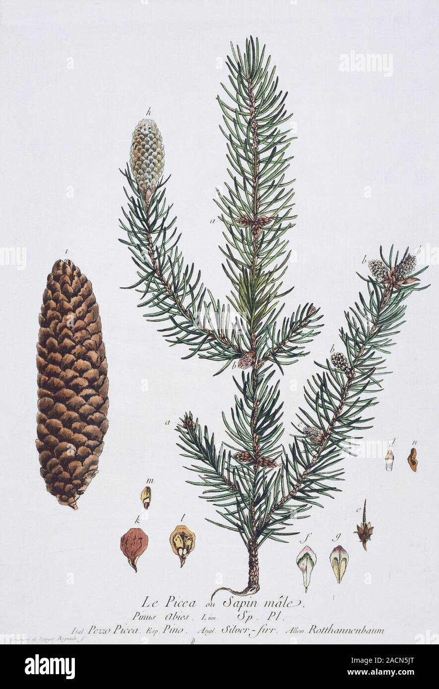 Norway spruce (Picea abies). This artwork is from the Botany Library Plate Collection held at ...
