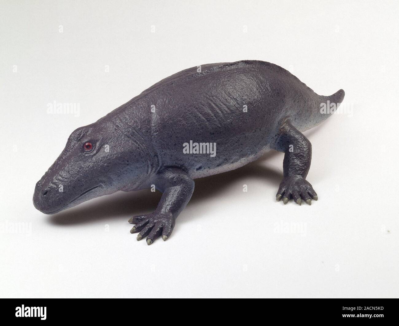 Eryops. Model of an Eryops prehistoric amphibian. This animal lived in ...