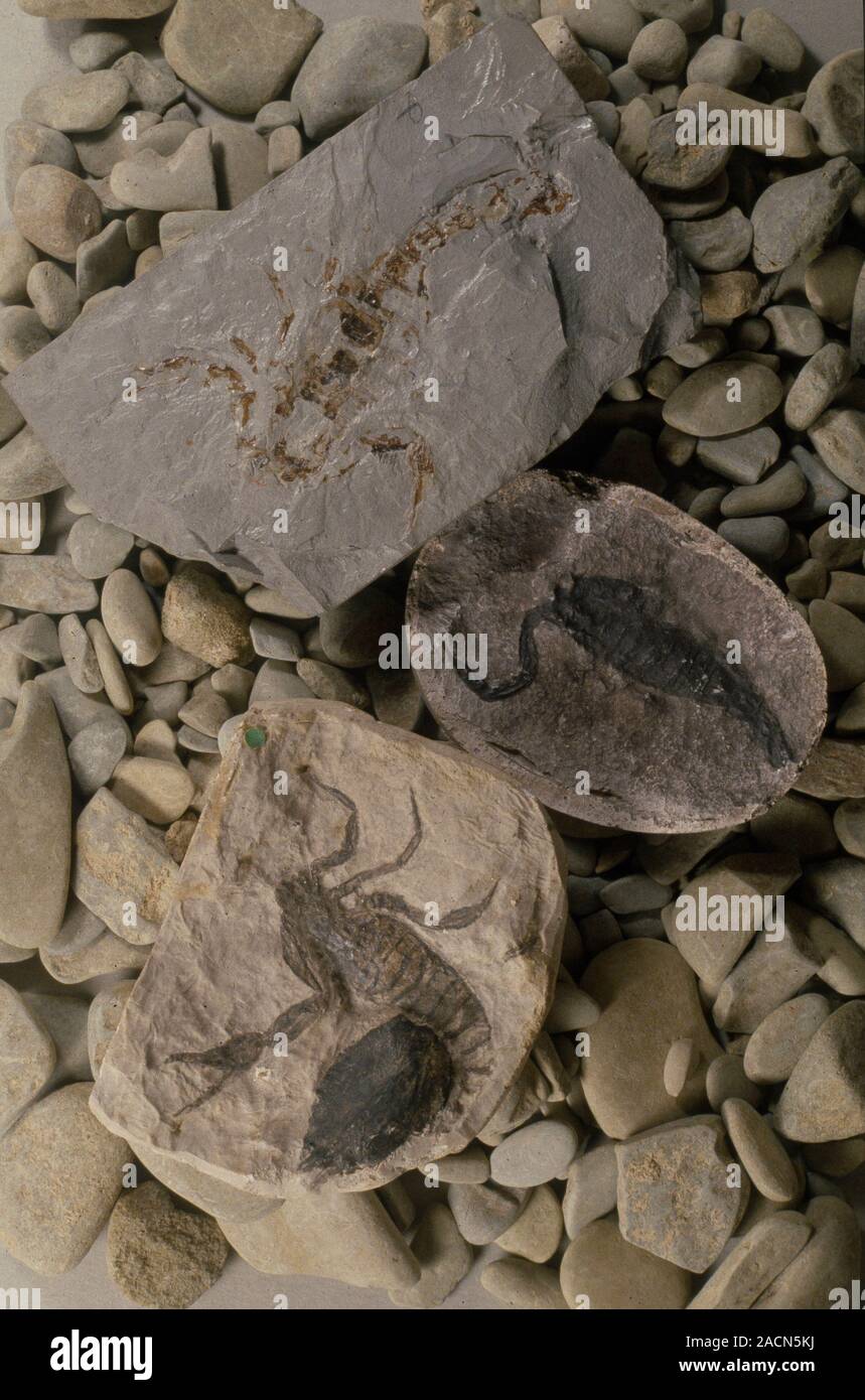 Fossil scorpions. Seen here are fossil of the extinct scorpions ...