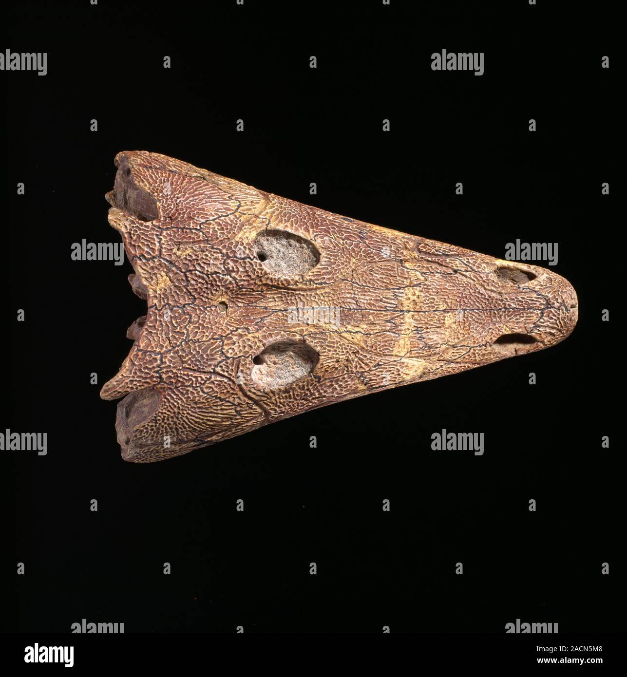 Fossil skull of the prehistoric amphibian Benthosuchus sushkini. This ...