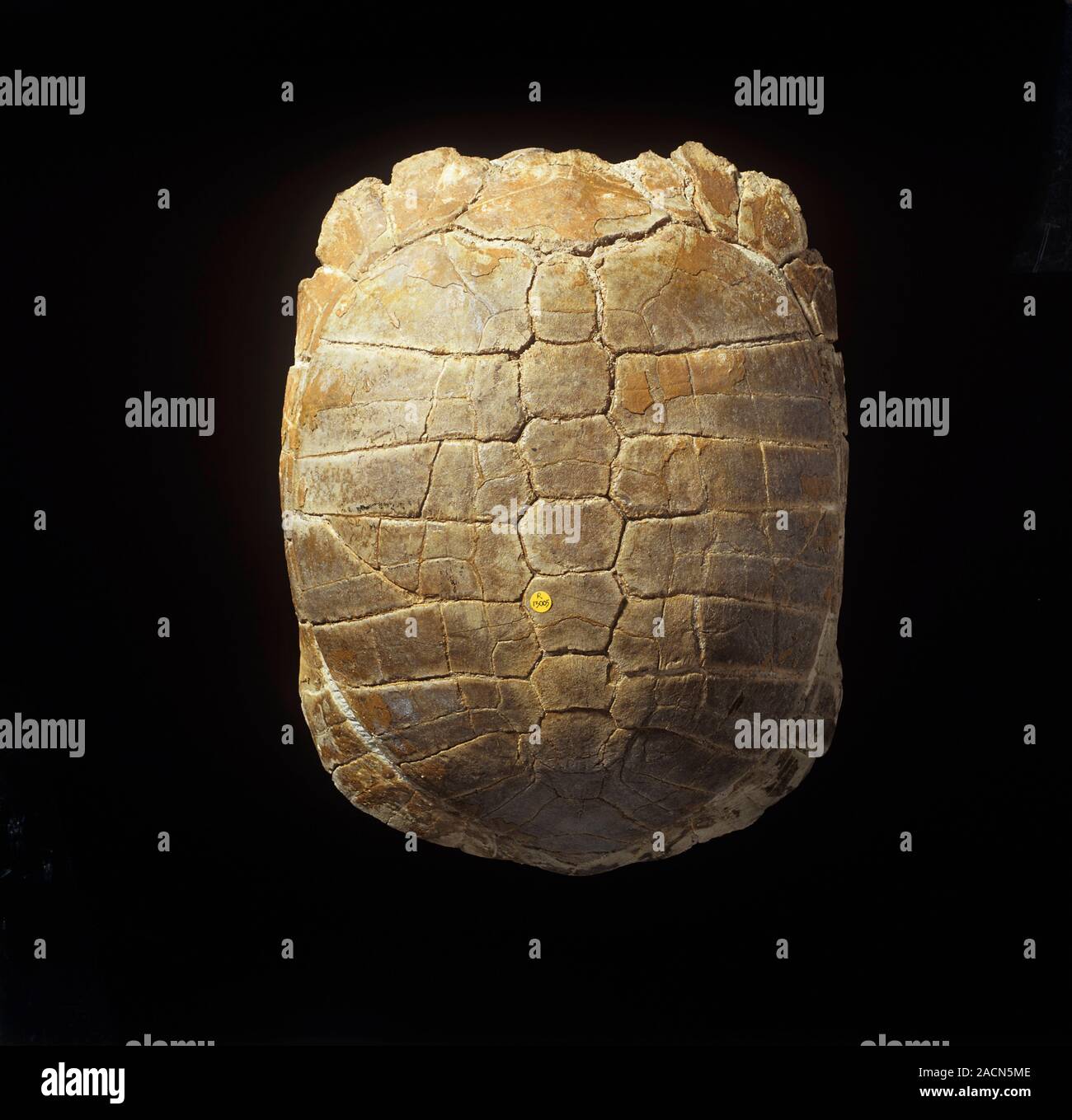 Fossilised shell of a Stylemys nebrascensis tortoise. This animal was a ...