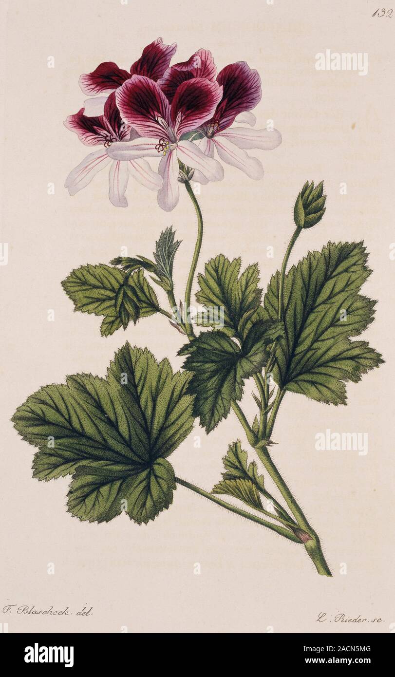 Geranium (Pelargonium klierianum). Illustration by Leopald Trattinick ...
