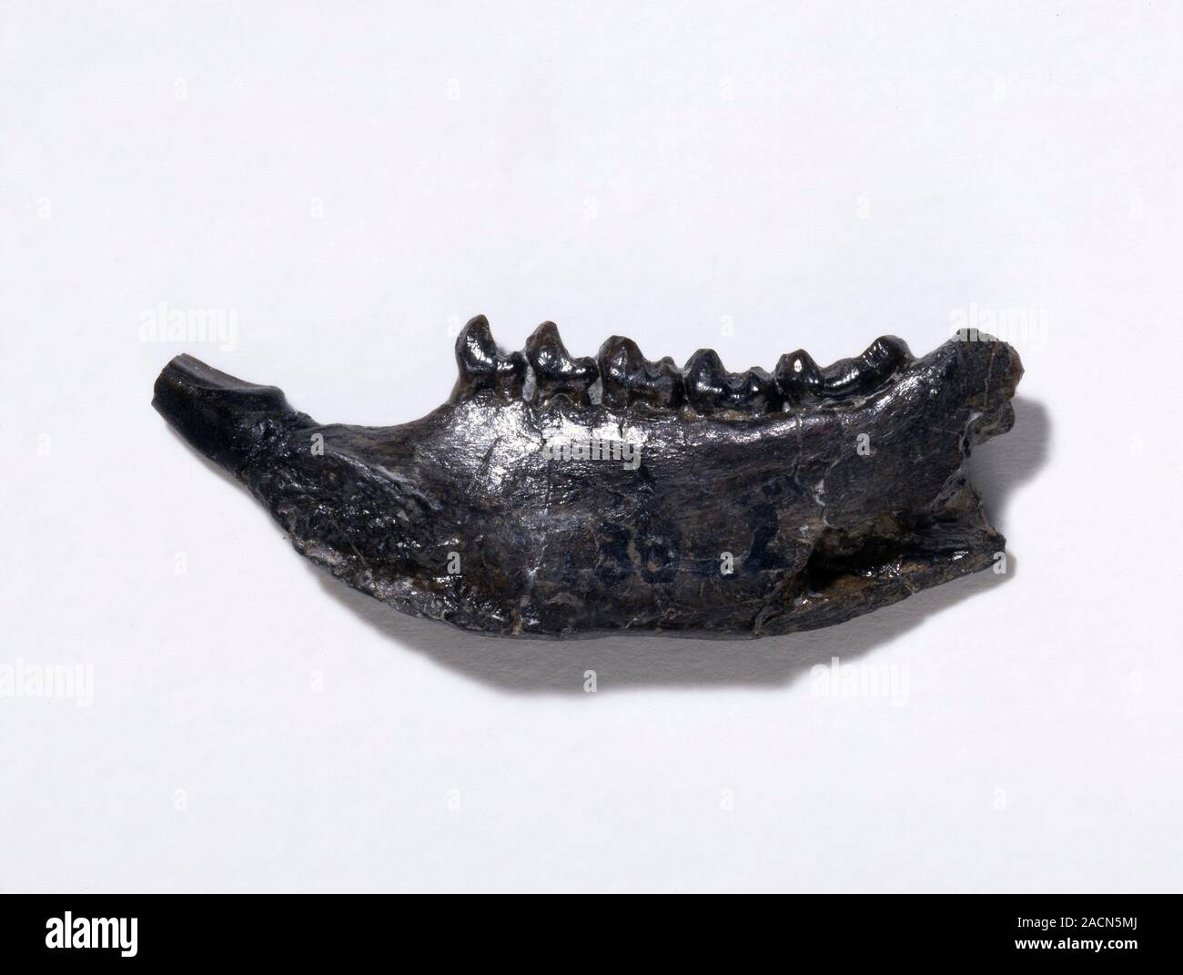 Primate jaw. Left section of the lower jaw (mandible) bone from a ...