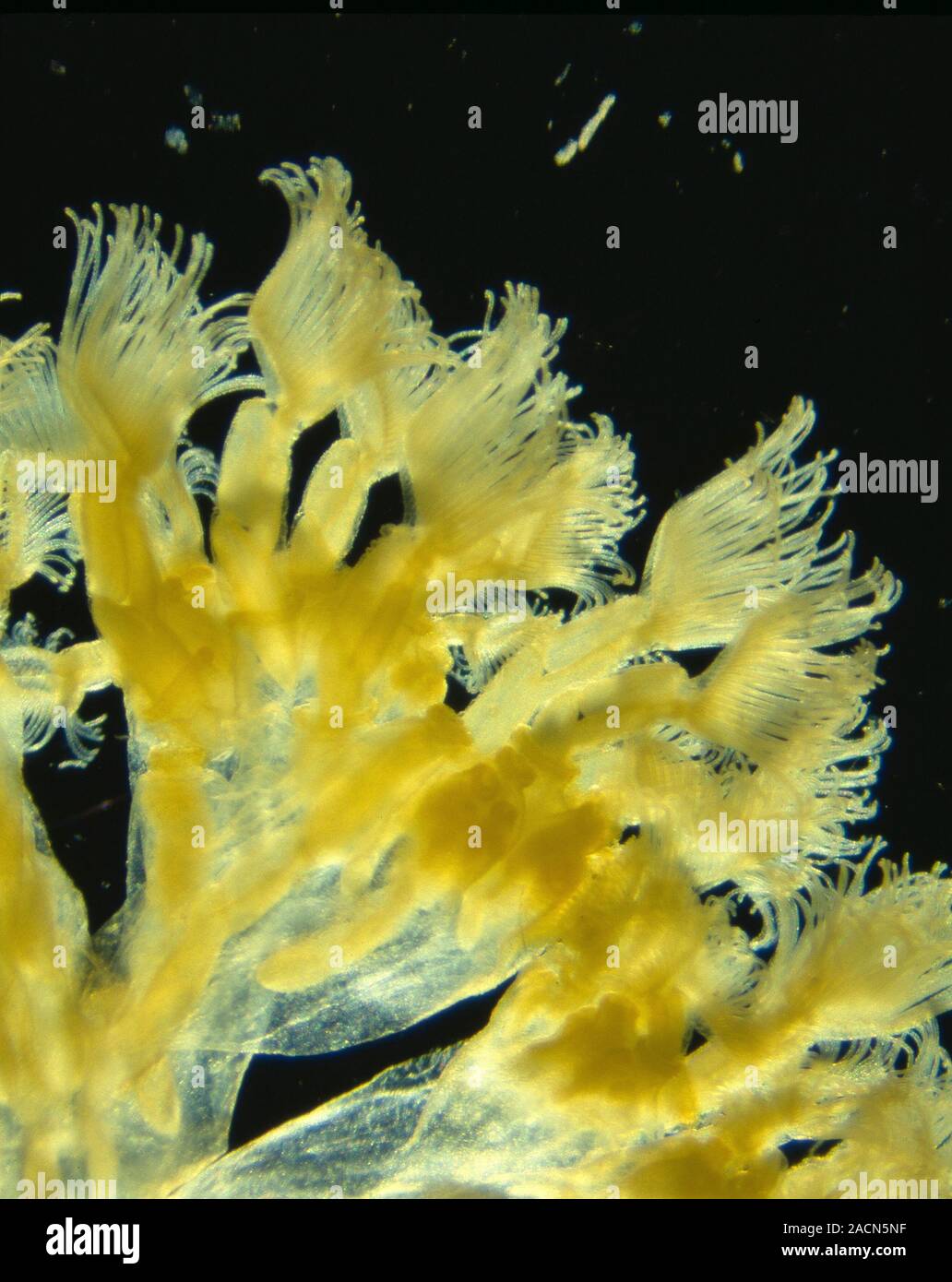 Colony of bellflower (Lophopus crystallinus) freshwater bryozoa ...