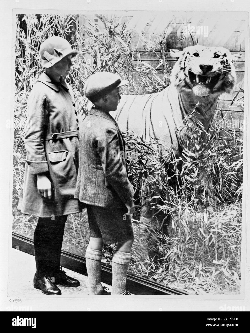 Tiger display. Children viewing a mounted tiger specimen at the Natural ...