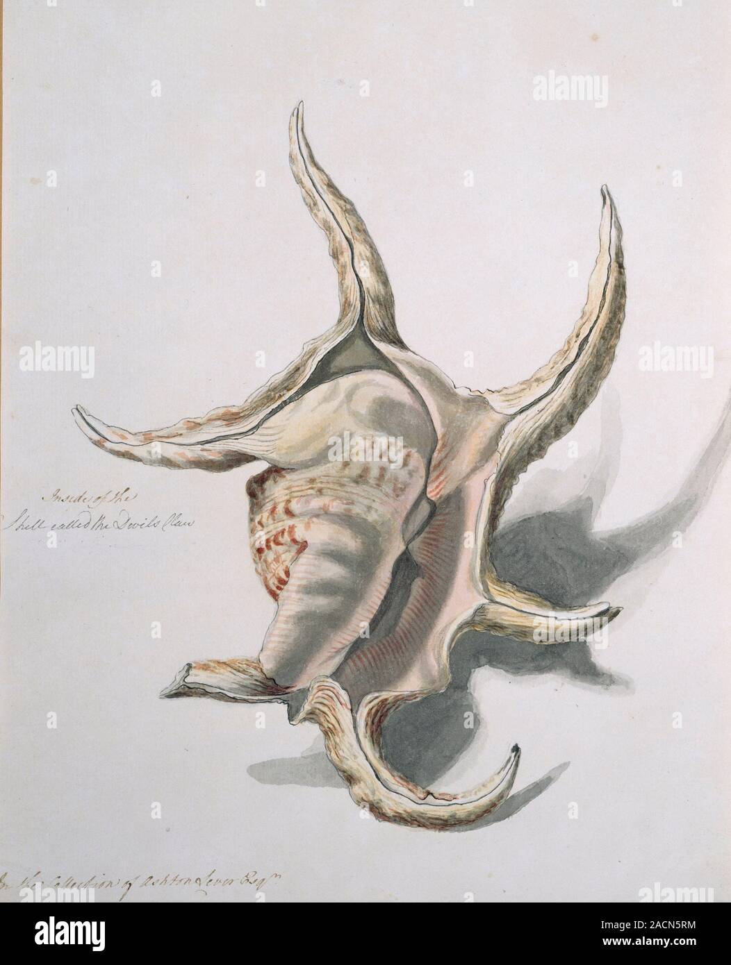 Spider conch. Watercolour of a spider conch (Lambris chiragra) by Sarah ...